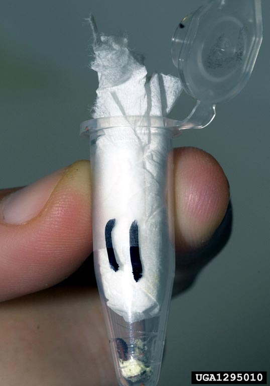 vedalia beetle (Rodolia cardinalis)