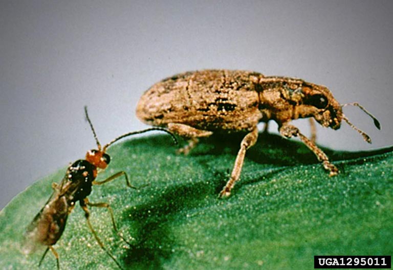 Braconid wasp (Microctonus aethiopoides)
