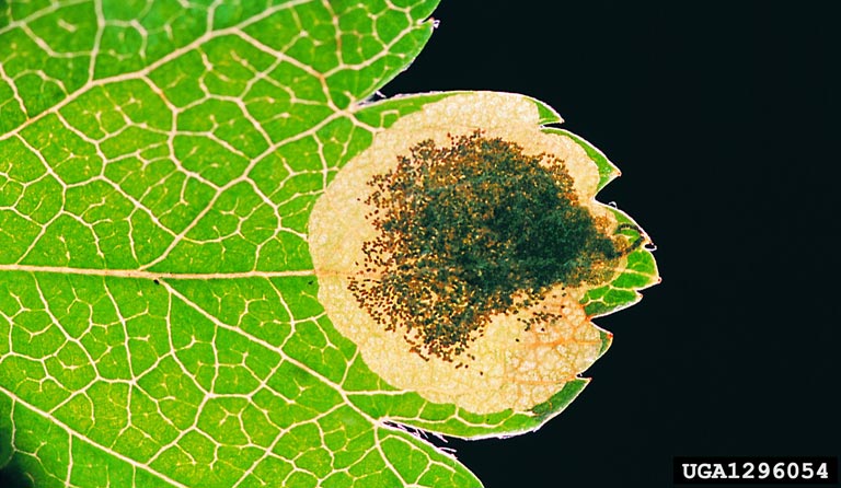 Stigmella paradoxa (Stigmella paradoxa)
