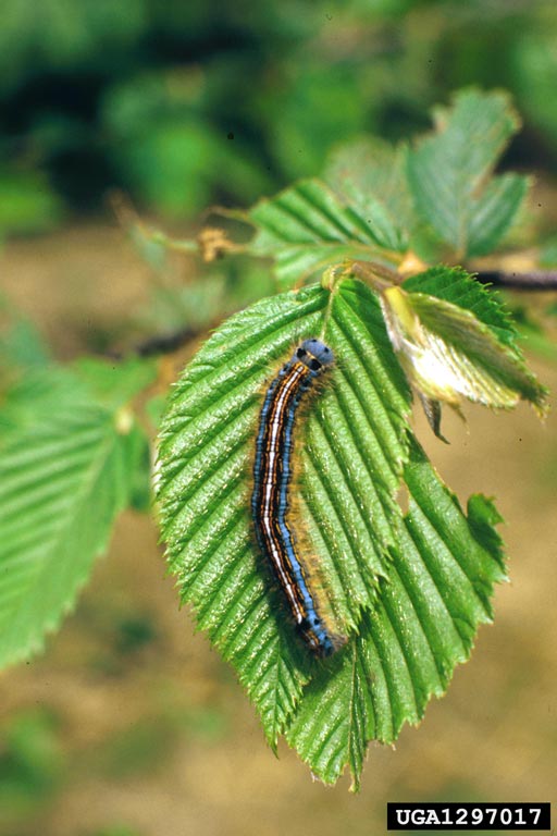 lackey moth (Malacosoma neustria)