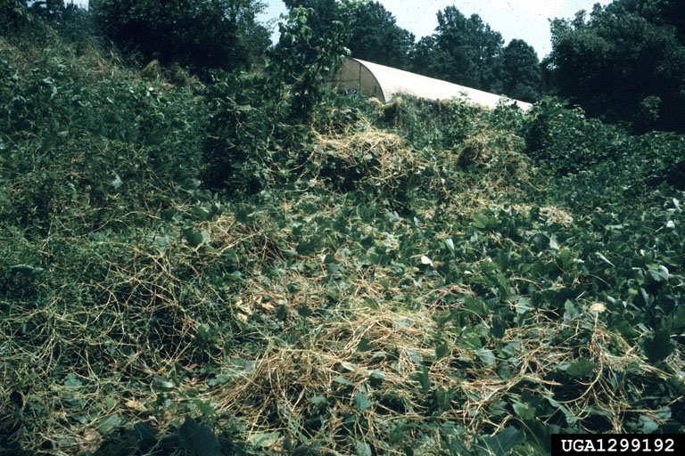 Japanese dodder (Cuscuta japonica Choisy)