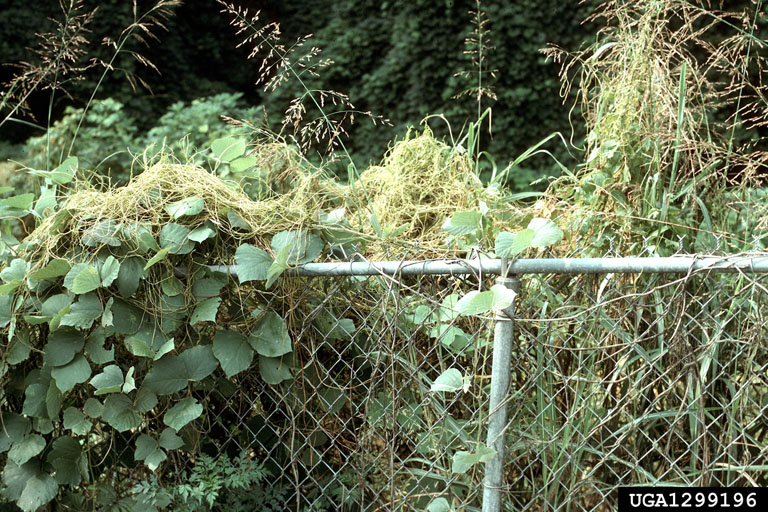 Japanese dodder (Cuscuta japonica)