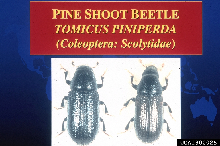 common pine shoot beetle, larger pine shoot beetle (Tomicus piniperda)