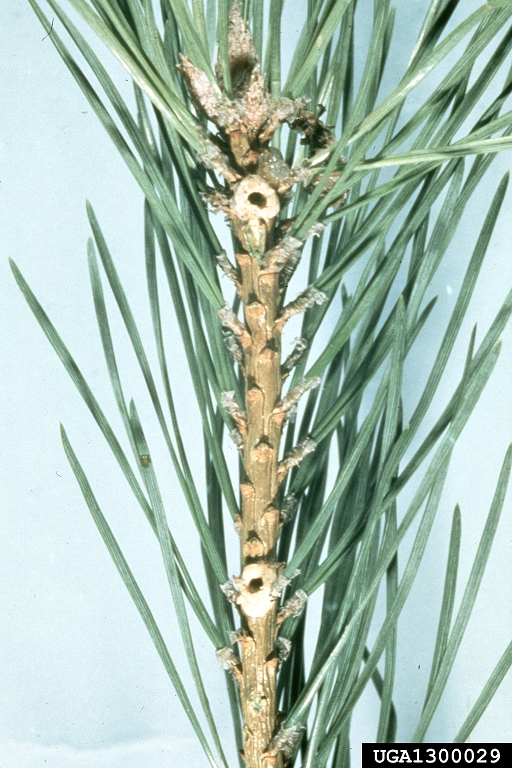 common pine shoot beetle, larger pine shoot beetle (Tomicus piniperda)