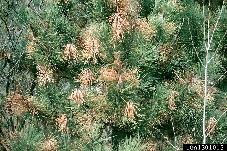 Sirococcus blight of conifers (Sirococcus conigenus (DC.) P. Cannon ...