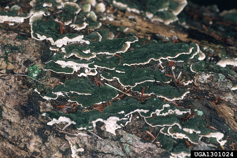 canker rot (Cerrena unicolor)