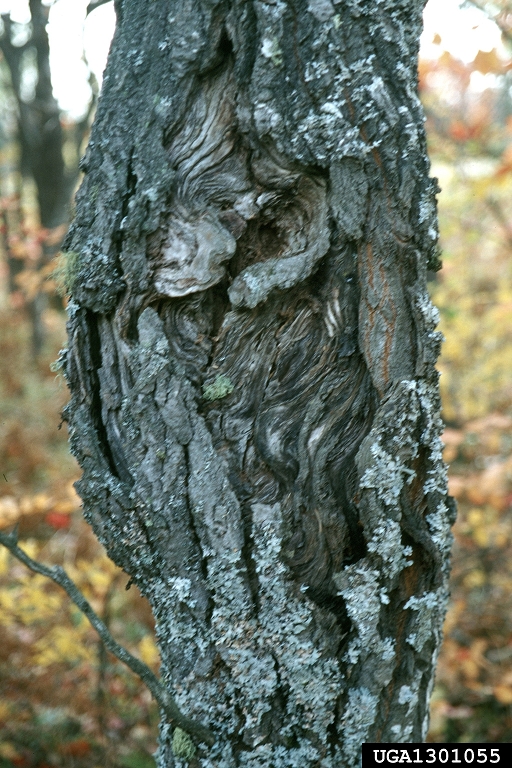 Eutypella parasitica - Alchetron, The Free Social Encyclopedia