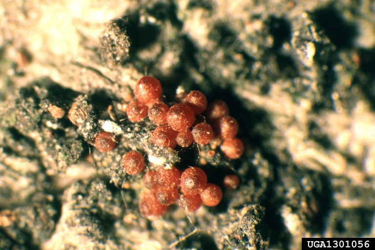 beech bark disease (Neonectria faginata)