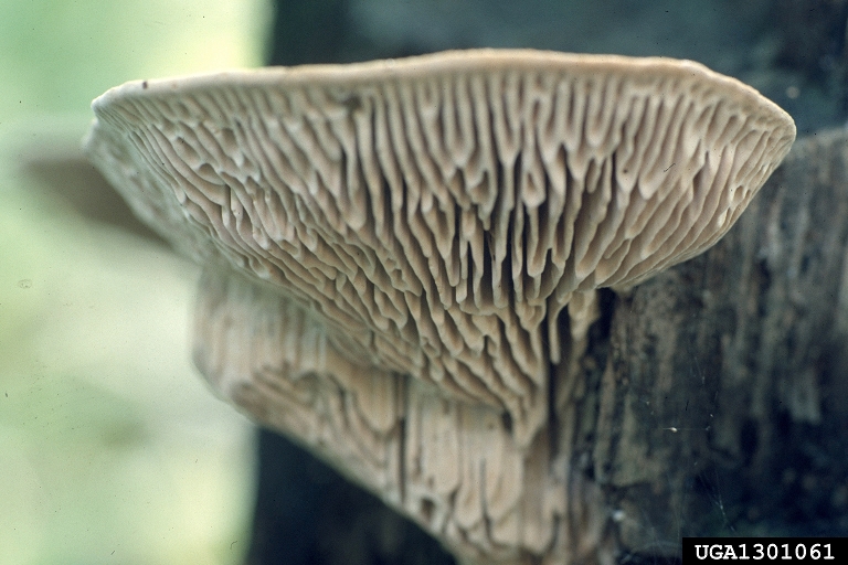 thick-walled maze polypore (Daedalea quercina)
