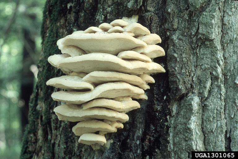 northern tooth (Climacodon septentrionalis (Fr.) P. Karst.)