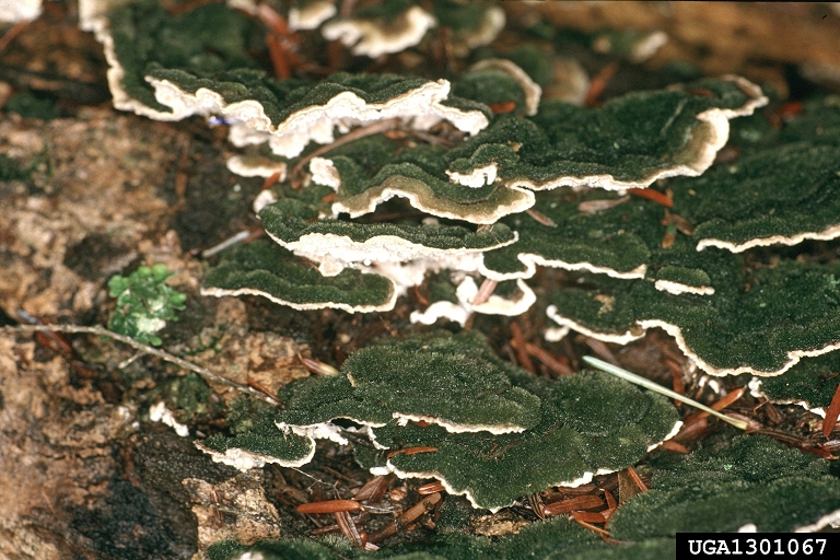 canker rot (Cerrena unicolor (Bull.) Murrill)