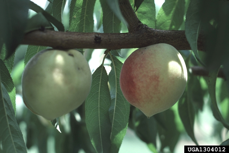 peach (Prunus persica (L.) Batsch)