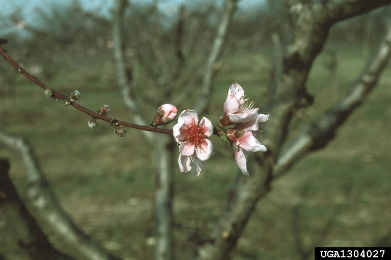 peach (Prunus persica)