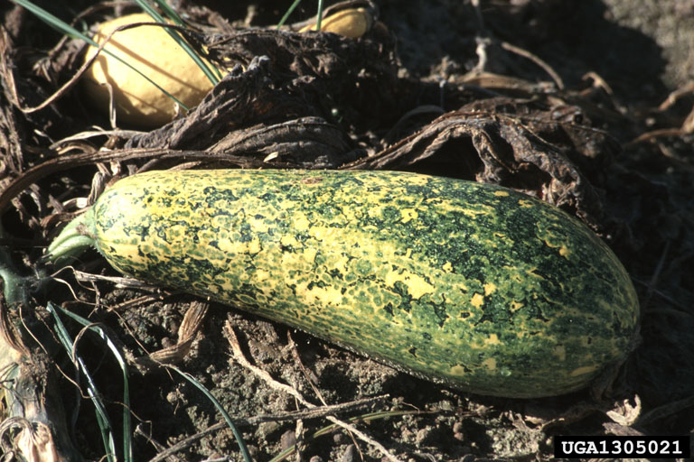 squash mosaic virus (SqMV) (Comovirus Squash mosaic virus)