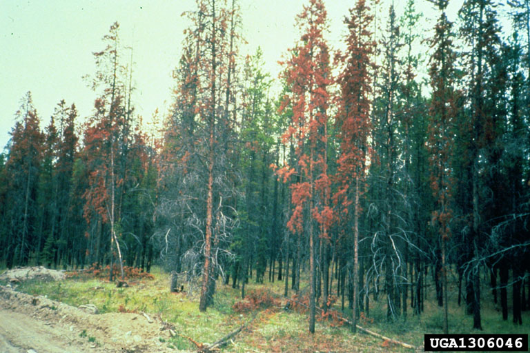 pine engraver (Ips pini)