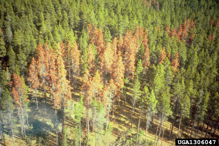 pine engraver (Ips pini)