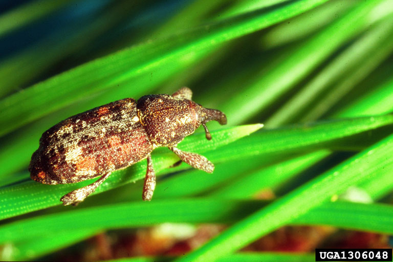 lodgepole terminal weevil (Pissodes terminalis Hopping, 1920)