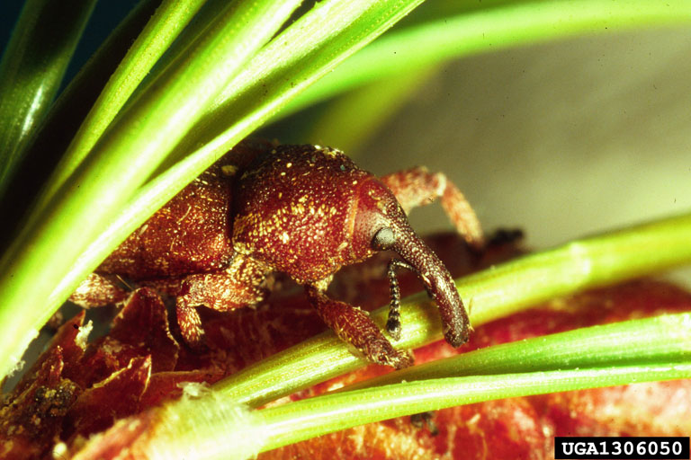 lodgepole terminal weevil (Pissodes terminalis)