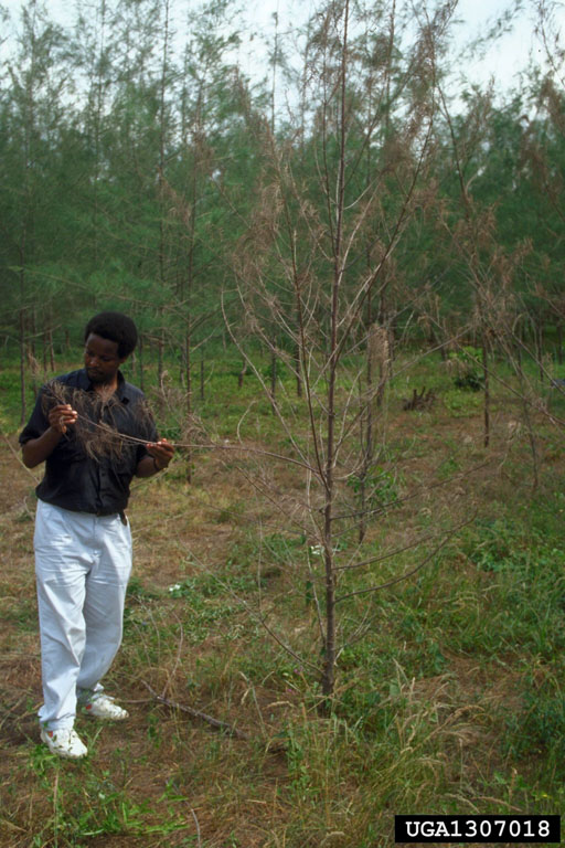 pineapple mealybug (Dysmicoccus brevipes)