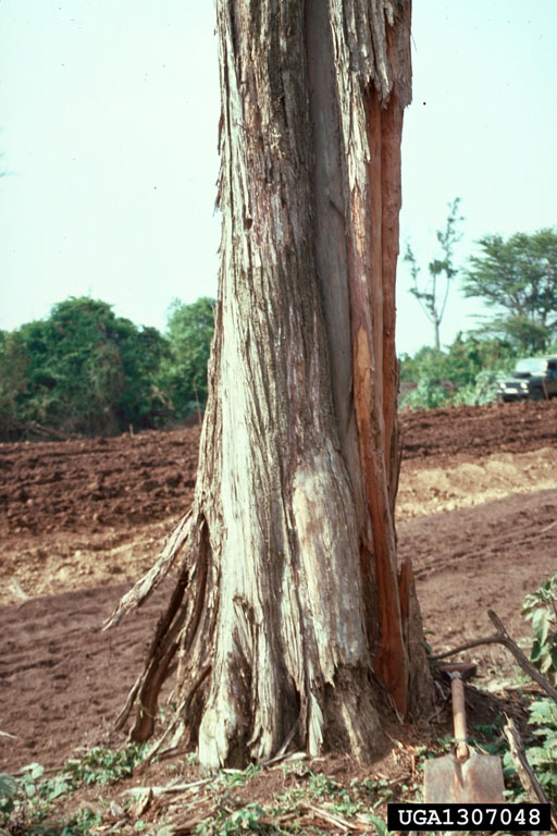 African juniper (Juniperus procera)