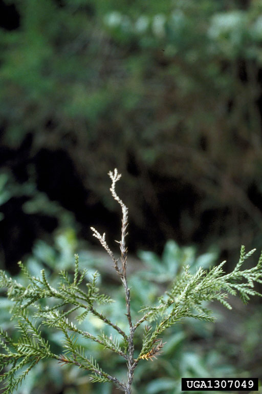 African juniper (Juniperus procera)