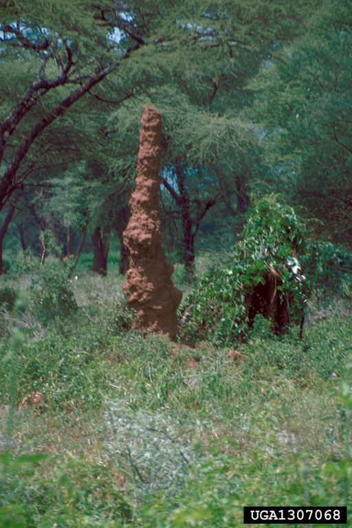 termites (Order Isoptera)