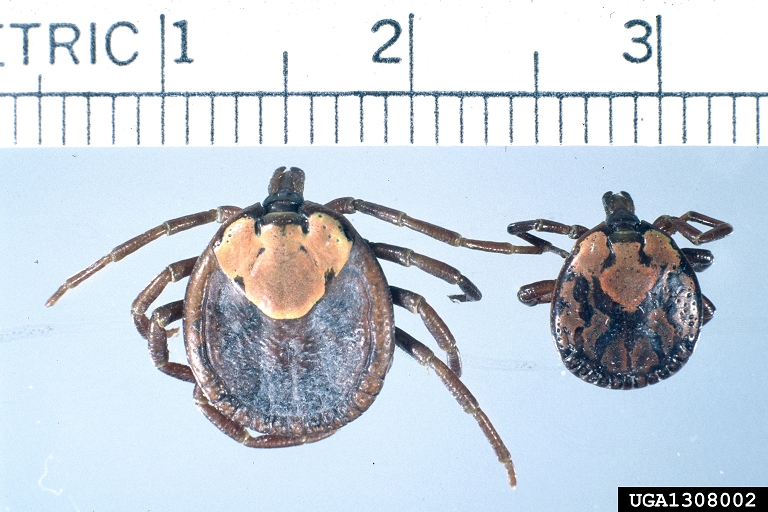 Ixodid tick (Amblyomma rhinocerotis)