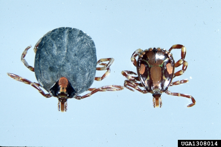 East African buffalo tick (Amblyomma cohaerens Donitz)