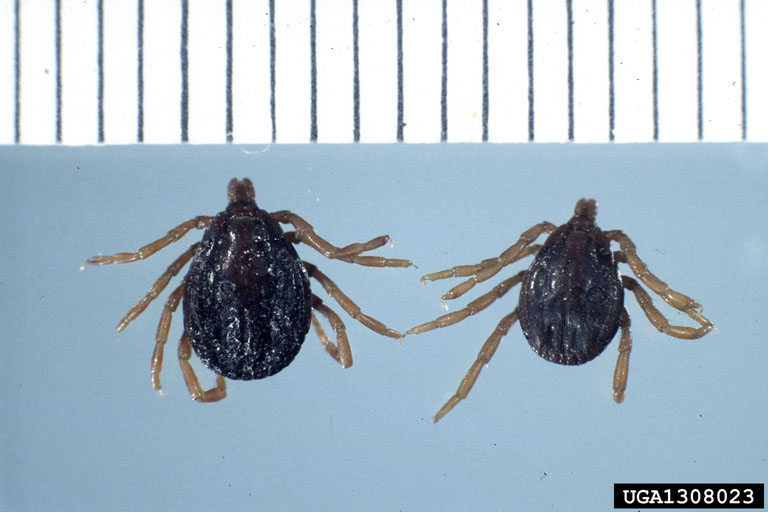bont-legged tick (Hyalomma marginatum Koch)