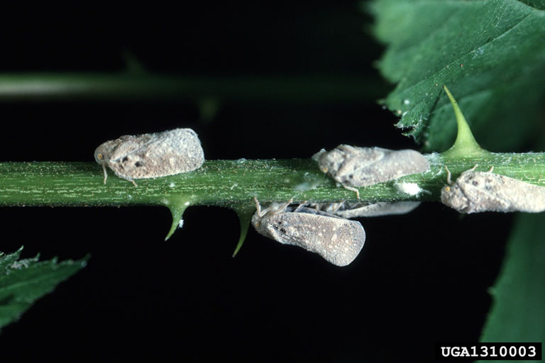 white planthopper, Metcalfa pruinosa (Hemiptera: Flatidae) - 1310003