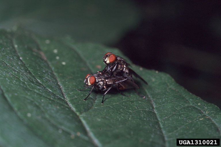 house fly (Musca domestica Linnaeus, 1758)