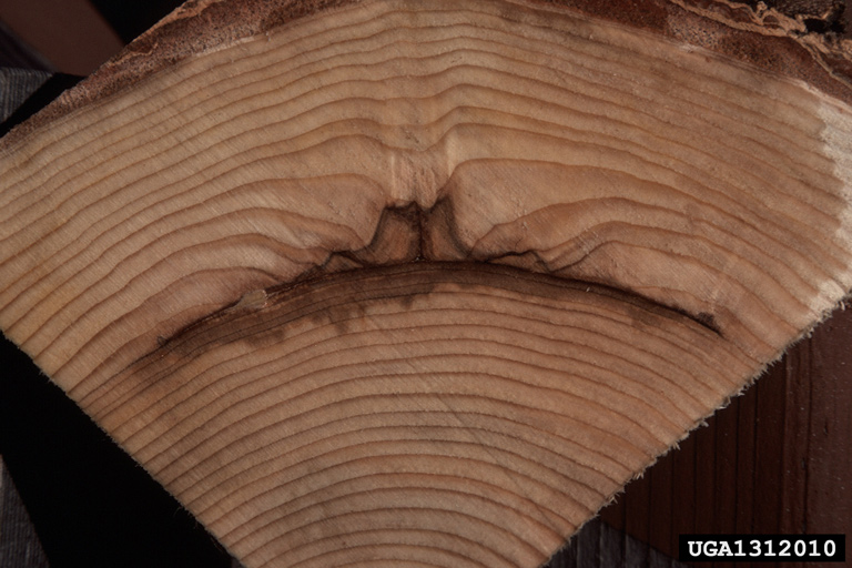 fir engraver (Scolytus ventralis LeConte, 1868)