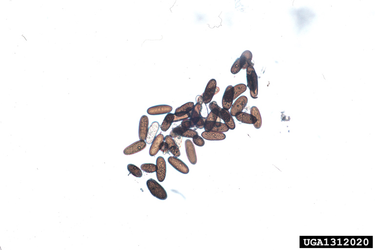 Diplodia blight (Sphaeropsis sapinea)