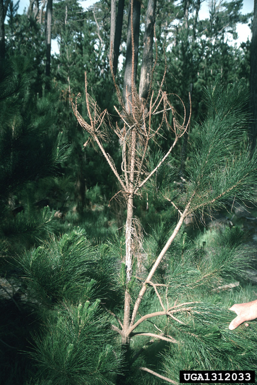 pitch canker (Fusarium circinatum)