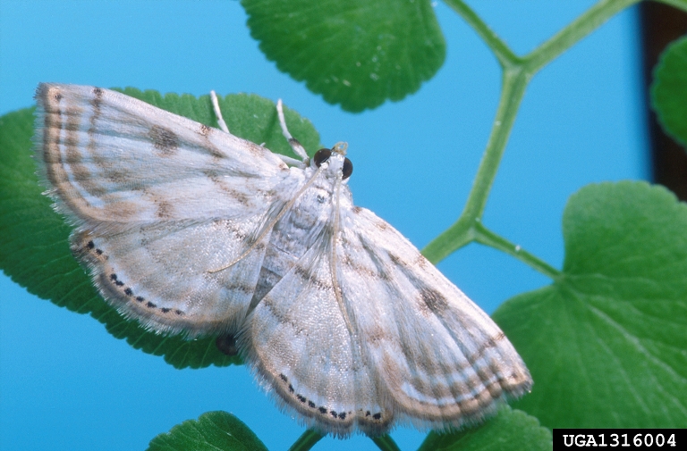 Australian pyralid moth (Austromusotima camptozonale)