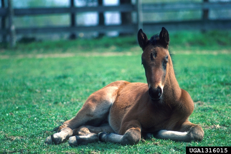 horse (domestic) (Equus caballus (domestic type))