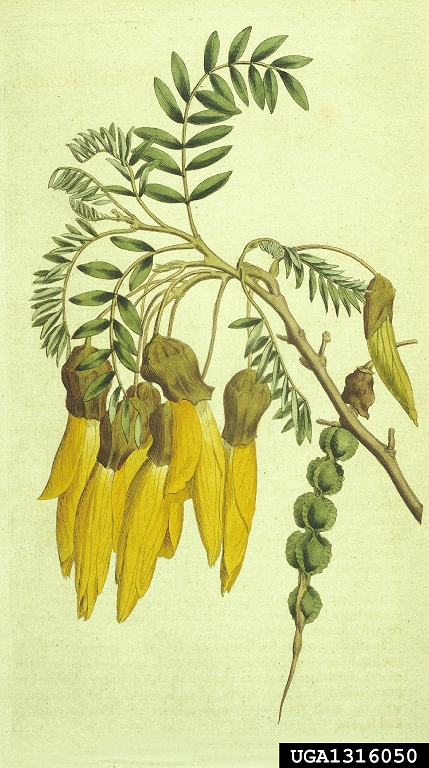 Kowhai (Sophora tetraptera J.F.Mill.)