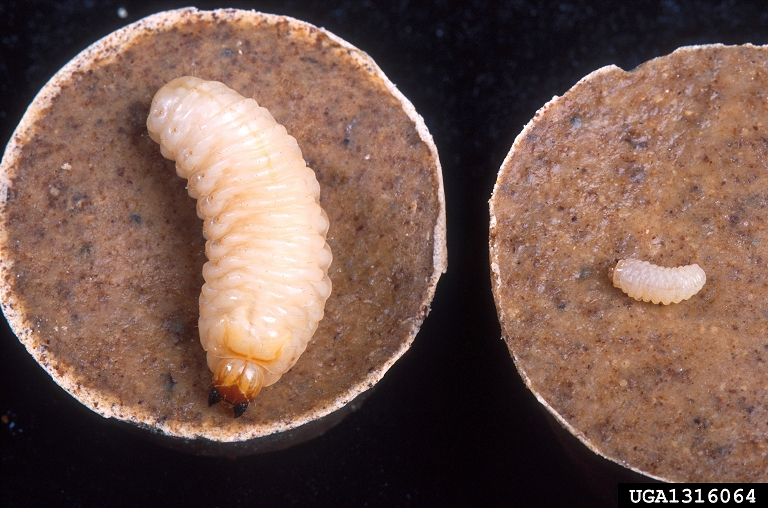 Diaprepes root weevil (Diaprepes abbreviatus)