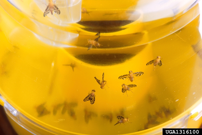 Mediterranean fruit fly, Medfly (Ceratitis capitata (Wiedemann, 1824))