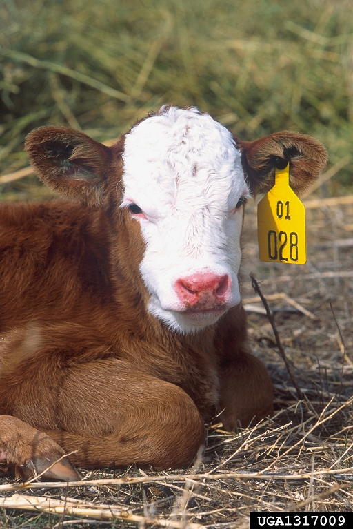 cattle (Genus Bos Linnaeus, 1758)