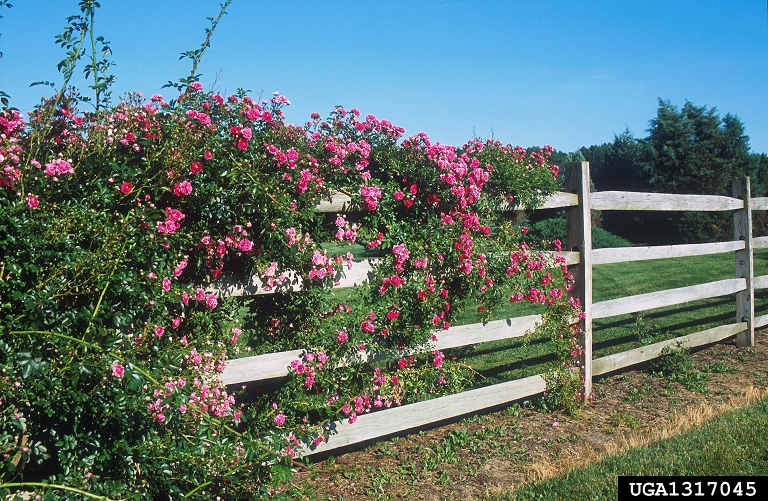 rose (Genus Rosa L.)