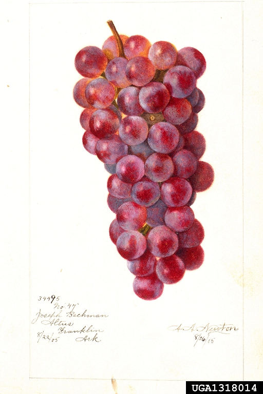 grape, Vitis spp. (Rhamnales: Vitaceae) - 1318014
