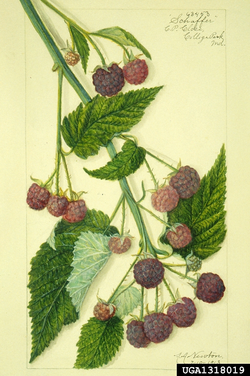 cane fruit (blackberry, raspberry) (Genus Rubus)
