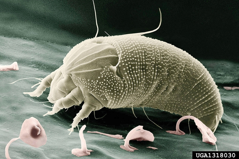 Canada thistle rust mite (Aceria anthocoptes (Nalepa, 1889))