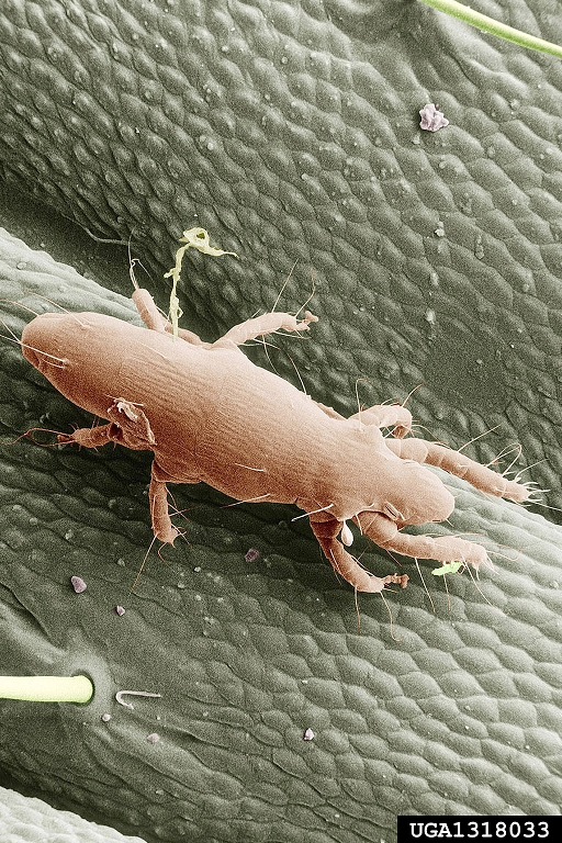 straw itch mite (Pyemotes tritici)