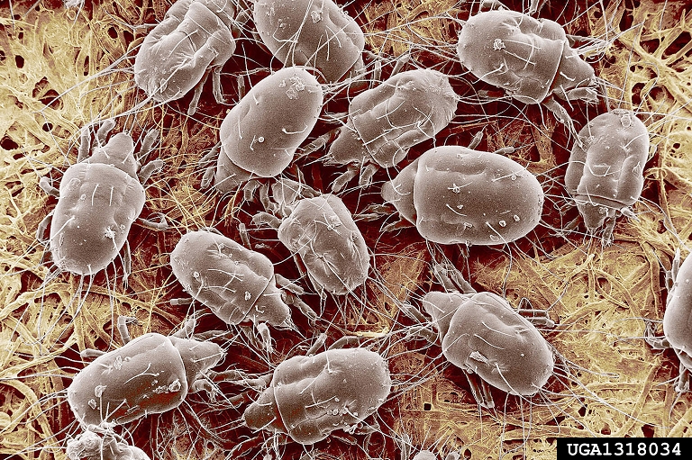 mold mite (Tyrophagus putrescentiae)