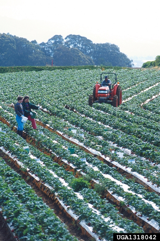 strawberry (Genus Fragaria)