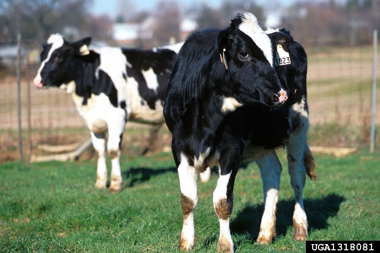cattle (Genus Bos Linnaeus, 1758)