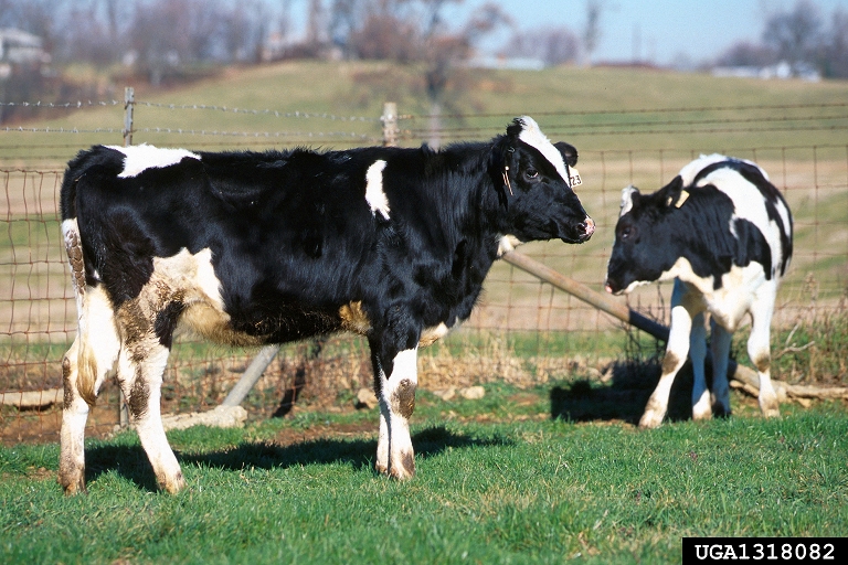 cattle (Genus Bos)