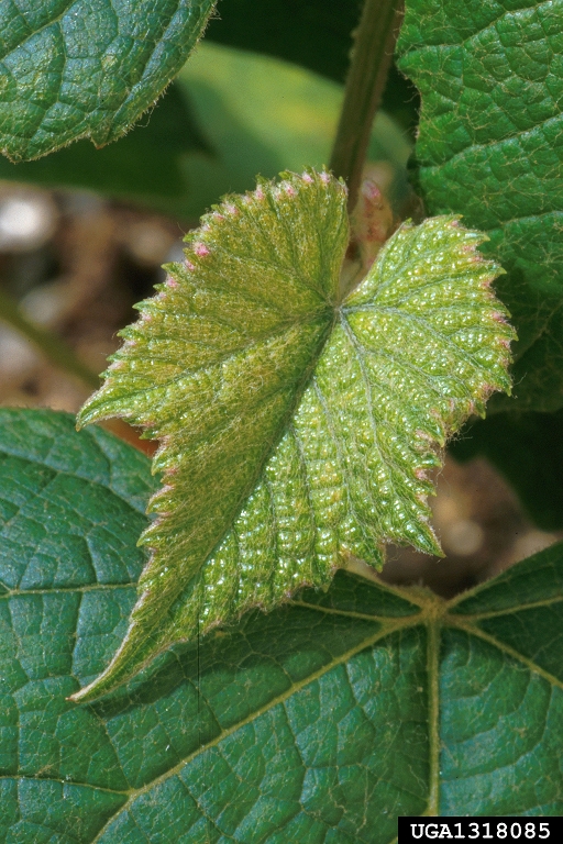 fox grape (Vitis labrusca)